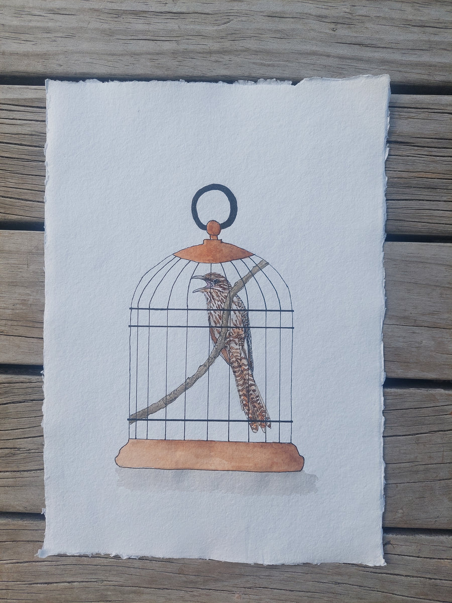 Koekoeā aka Long-tailed cuckoo – Kristin Ivill Art